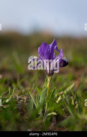 Wild purple iris pumila blooms in the meadow. Beautiful sunny spring ...