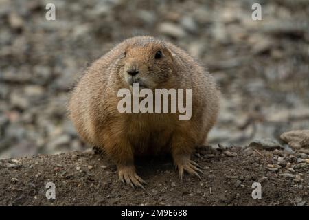 A closeup shot of a brown Mexican prairie dog standing on the trunk of ...