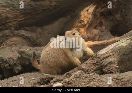 A closeup shot of a Mexican prairie dog sitting on the ground and ...