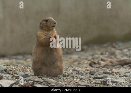 A closeup shot of a Mexican prairie dog with short hands standing and ...