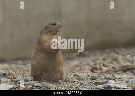 A closeup shot of a brown Mexican prairie dog standing on the trunk of ...