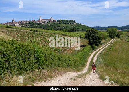 Hikers on the way to Vezelay, Yonne department, Bourgogne-Franche-Comte ...