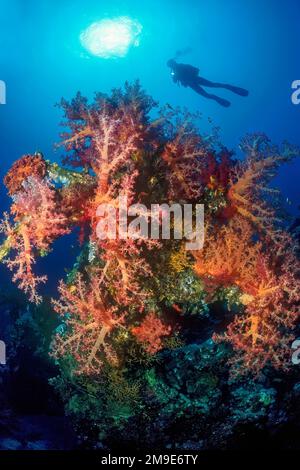 Corals stony coral (Scleractinia) (Dendronephthya) grow on shipwreck as ...