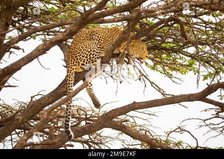 Leopard (Panthera pardus) female, Kenya Stock Photo - Alamy