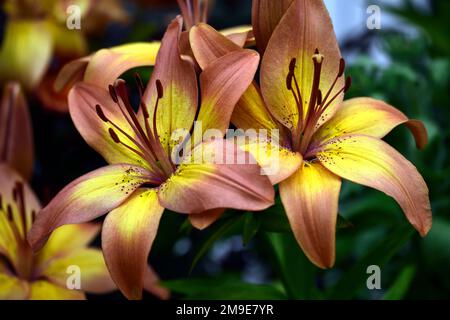 Lilium bird of paradise, Lily bird of paradise, asiatic lily hybrid ...