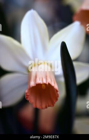 Narcissus Carice,Daffodil Carice,creamy white petals,salmon pink tube ...