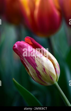 Tulipa Saskia,Tulipa Saskia rembrandt,English Florist Tulip,broken ...