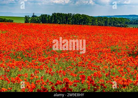 Poppy flower field, Zelena Hora, Czech Republic Stock Photo - Alamy