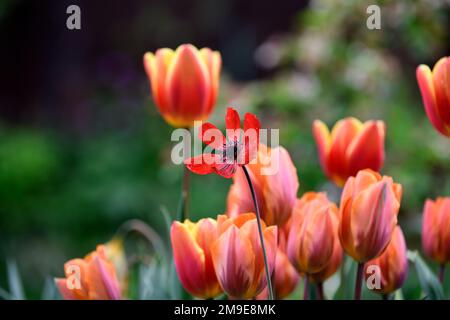 tulipa princess irene,Anemone pavonina,tulip and anemone,red anemone ...