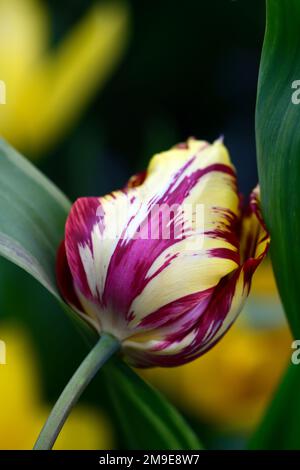 Tulipa Saskia,Tulipa Saskia rembrandt,English Florist Tulip,broken ...