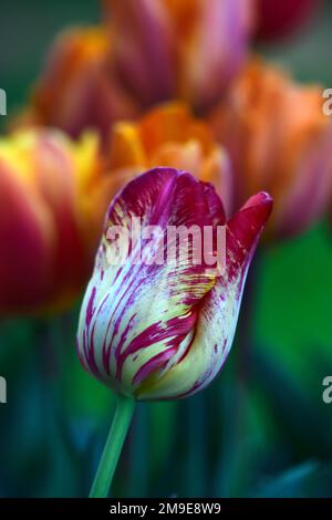 Tulipa Saskia,Tulipa Saskia rembrandt,English Florist Tulip,broken ...