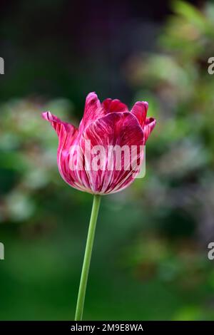 Tulipa silver standard,,historical single early tulip,broken tulip ...
