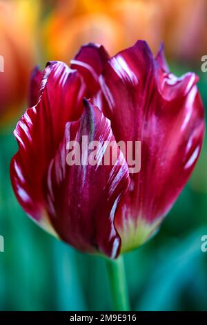 Tulipa silver standard,,historical single early tulip,broken tulip ...