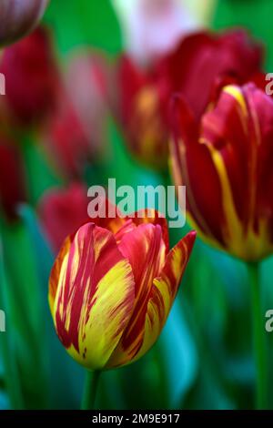 virused tulip,broken tulip,Tulip Breaking Virus,flamed markings,marked ...