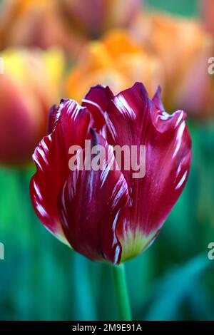 Tulipa silver standard,,historical single early tulip,broken tulip ...