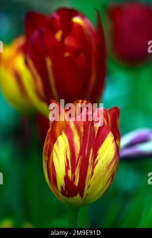 virused tulip,broken tulip,Tulip Breaking Virus,flamed markings,marked ...