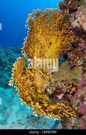 Net fire coral (Millepora dichotoma) in the backlight. Dive site House ...