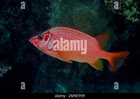 Sabre squirrelfish (Sargocentron spiniferum) . Dive site Daedalus Reef ...