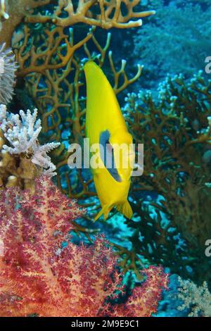 Bluecheek butterflyfish (Chaetodon semilarvatus), Dive site House Reef ...