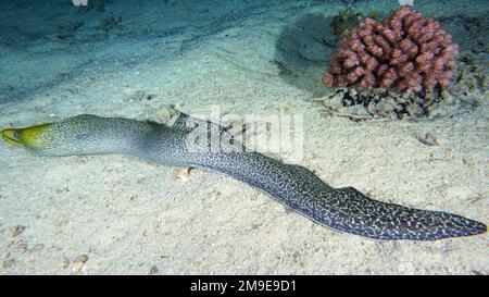 Undulated moray (Gymnothorax undulatus) . Dive site Gordon Reef, Strait ...