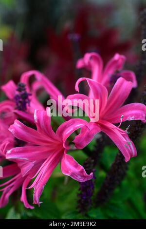 nerine zeal giant,large flowered nerine,large flowering nerines,closeup ...