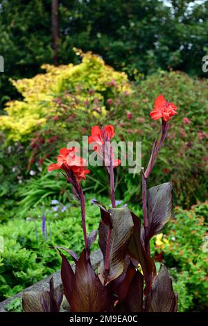 Canna australia, red vermillion flowers,red flower,flowers, flowering ...