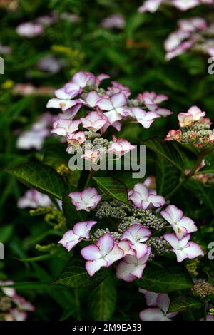 Hydrangea serrata 'Kiyosumi' Stock Photo - Alamy
