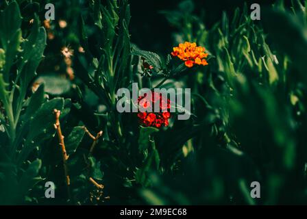 Closeup of orange lantanas growing in a garden under the sunlight with ...