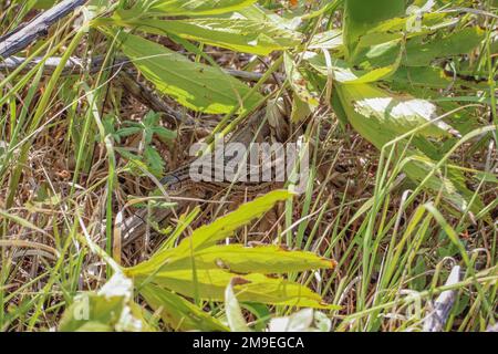 Female of sand lizard, latin name Lacerta agilis in northern Montenegro ...