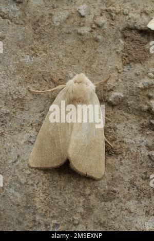 Fen Wainscot Moth Arenostola phragmitidis Essex, UK IN000682 Stock ...
