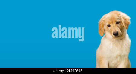 Hovawart golden puppy isolated on blue background. A portrait of a cute ...