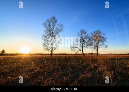 three birches in a Sunny sunset in a field with a dry grass in the ...