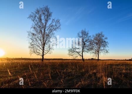 three birches in a Sunny sunset in a field with a dry grass in the ...