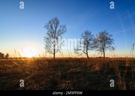 three birches in a Sunny sunset in a field with a dry grass in the ...