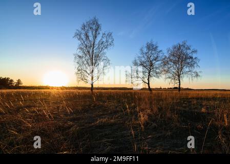 three birches in a Sunny sunset in a field with a dry grass in the ...
