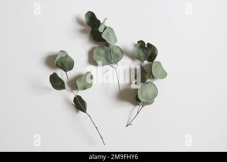 Flower composition. Eucalyptus branches and dry flowers on white ...