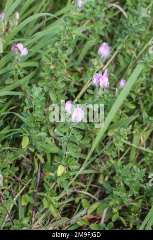 Pink flowers of the spiny restharrow (latin name: Ononis spinosa) in ...