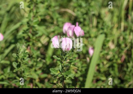 Pink flowers of the spiny restharrow (latin name: Ononis spinosa) in ...