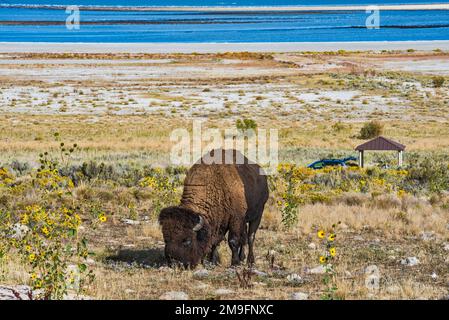 The shrub on Antelope Island in Utah thrives in the natural ecosystem ...