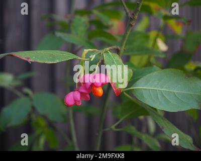 EUONYMUS EUROPAEUS. RED CASCADE. SPINDLE TREE Stock Photo - Alamy