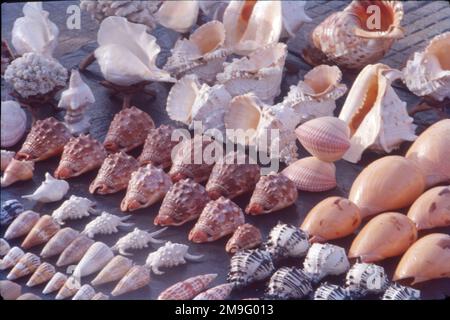 Sea shells of various types on top of a stone with fungi, natural light ...