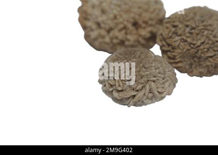 The round brown spiky Calcium oxalate bladder stones isolated on white ...