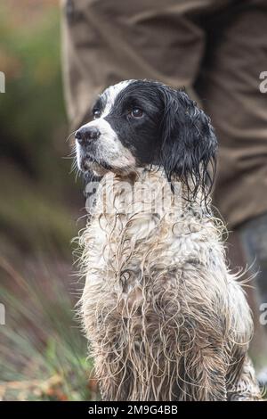 Female black and white english springer spaniel dog on shingle beach ...