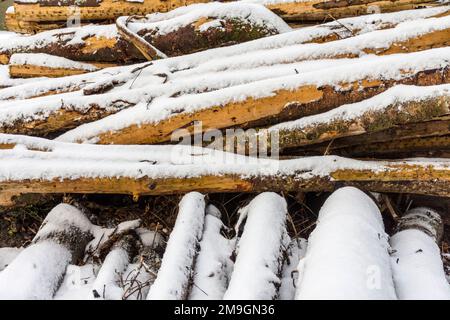 Pile of wood curing before being cut up as logs for fuel in County ...