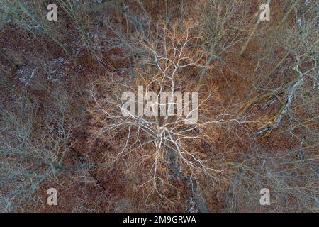 Aerial view of lone Sycamore tree in winter woods, Marion County ...