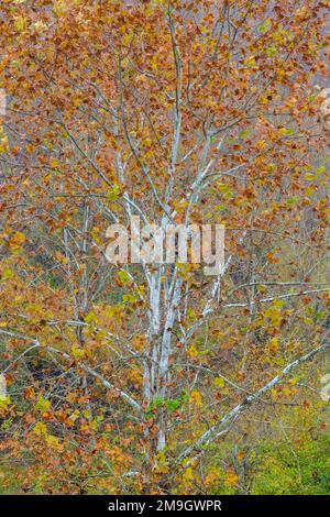 Fall color at Stephen A. Forbes State Park, Marion County, Illinois ...
