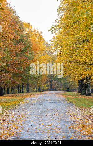 Road in fall color Saline County State Fish and Wildlife Area. Saline ...