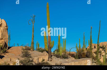 Boojum trees (Fouquieria columnaris) in the cactus rich part of the ...