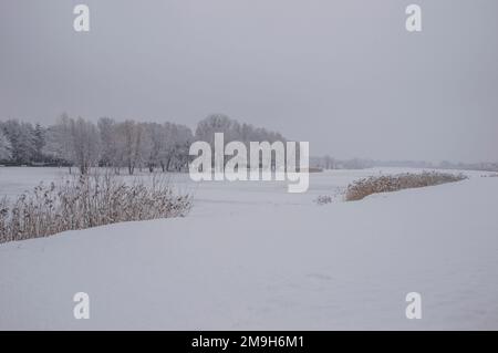 Winter frozen lake covered with a carpet of snow, shore and reeds Stock ...