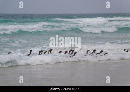 Rockhopper Penguins (Eudyptes chrysocome) coming ashore on the rocky ...